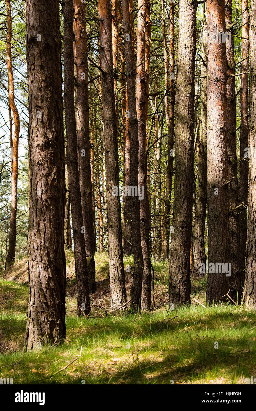 Pine day hi-res stock photography and images - Alamy