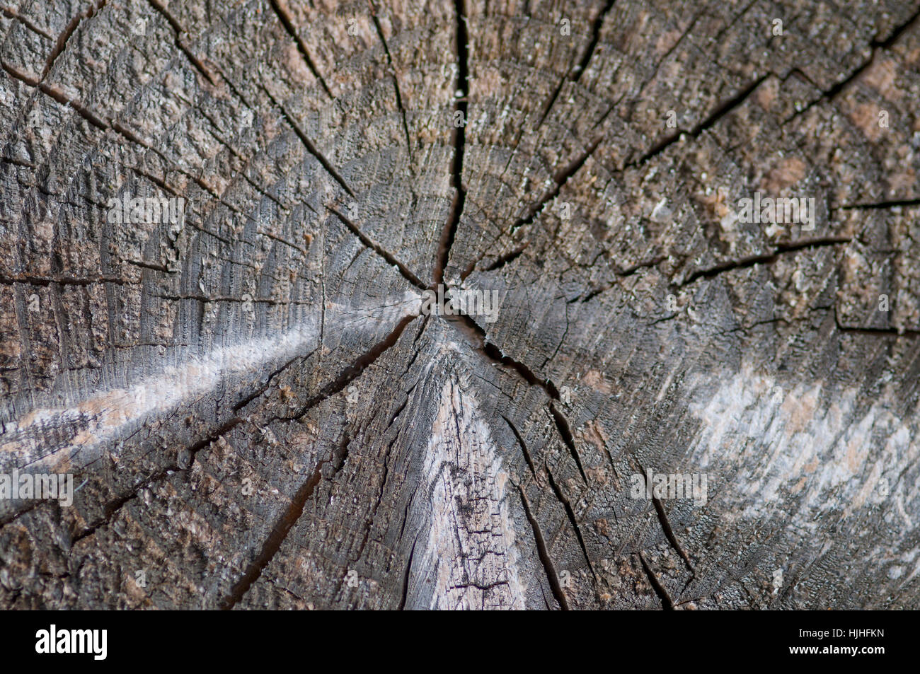 tree, trunk, cut, rings, annual rings, structure, forest, texture ...