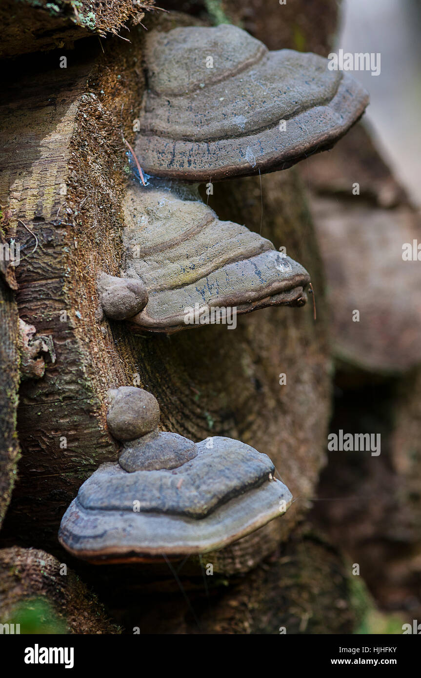 wood, dyer, staint, pigment, forest, blue, wood, trunk, deciduous tree ...