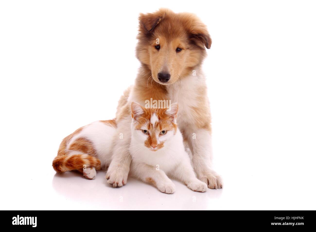 cat and dog sitting Stock Photo - Alamy