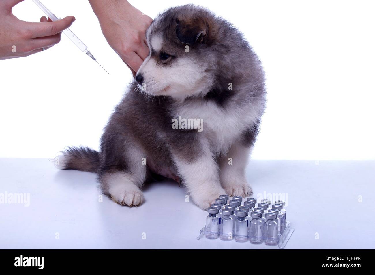 Leptospirose hi-res stock photography and images - Alamy