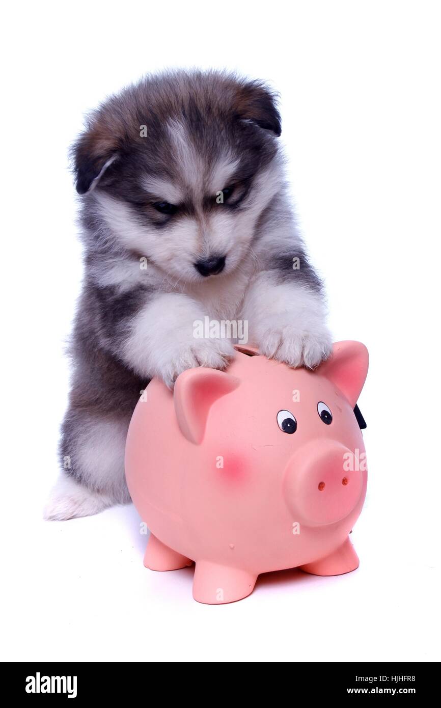 husky puppy with piggy bank Stock Photo - Alamy