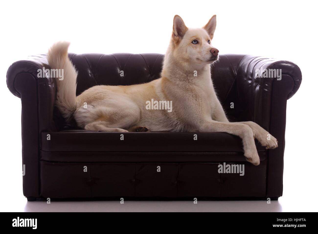 Hund wedeln hi-res stock photography and images - Alamy