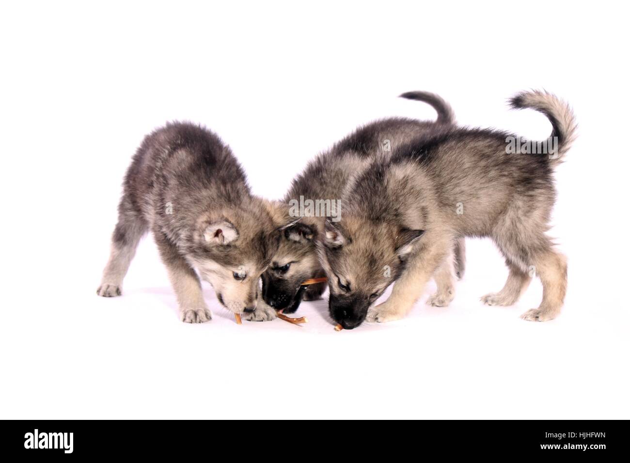 animal, dog, puppy, at home, fodder, curiosity, hunger, animals, across ...