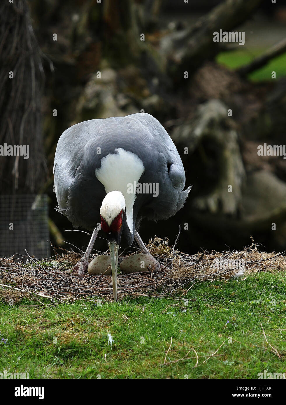 Crane brood hi-res stock photography and images - Alamy