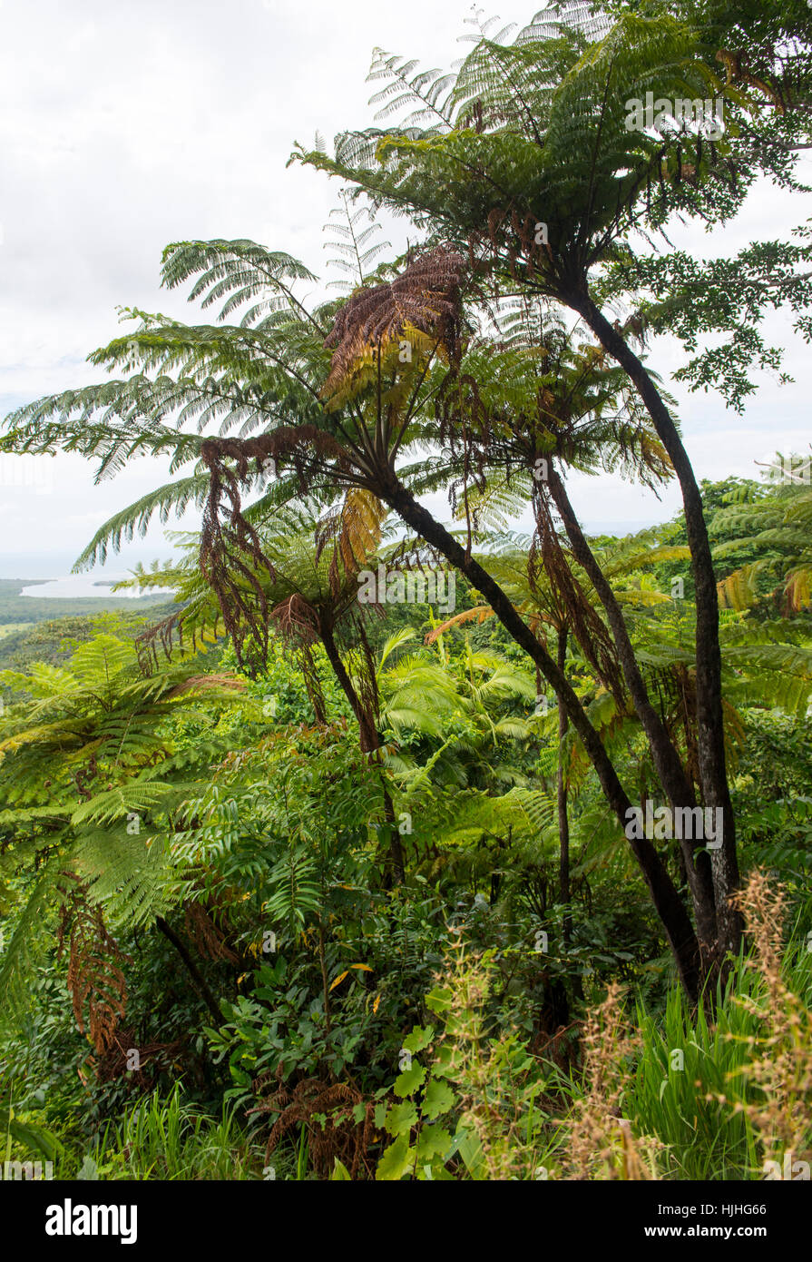 View from the Alexandra Lookout in the Daintree, Queensland Australia ...