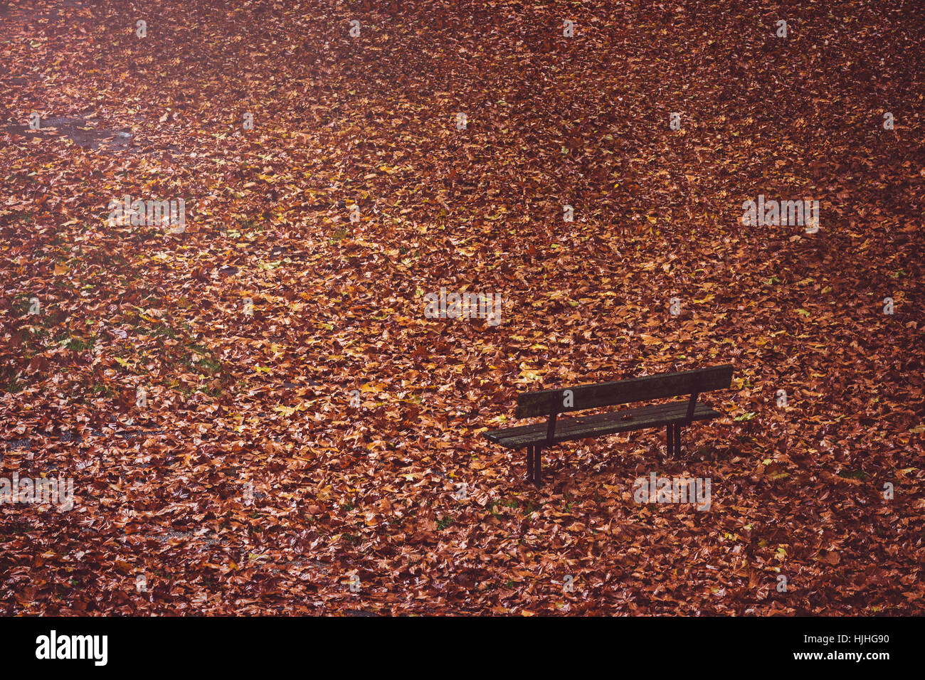 Abandoned empty bench in fallen autumn leaves, shot from above Stock ...