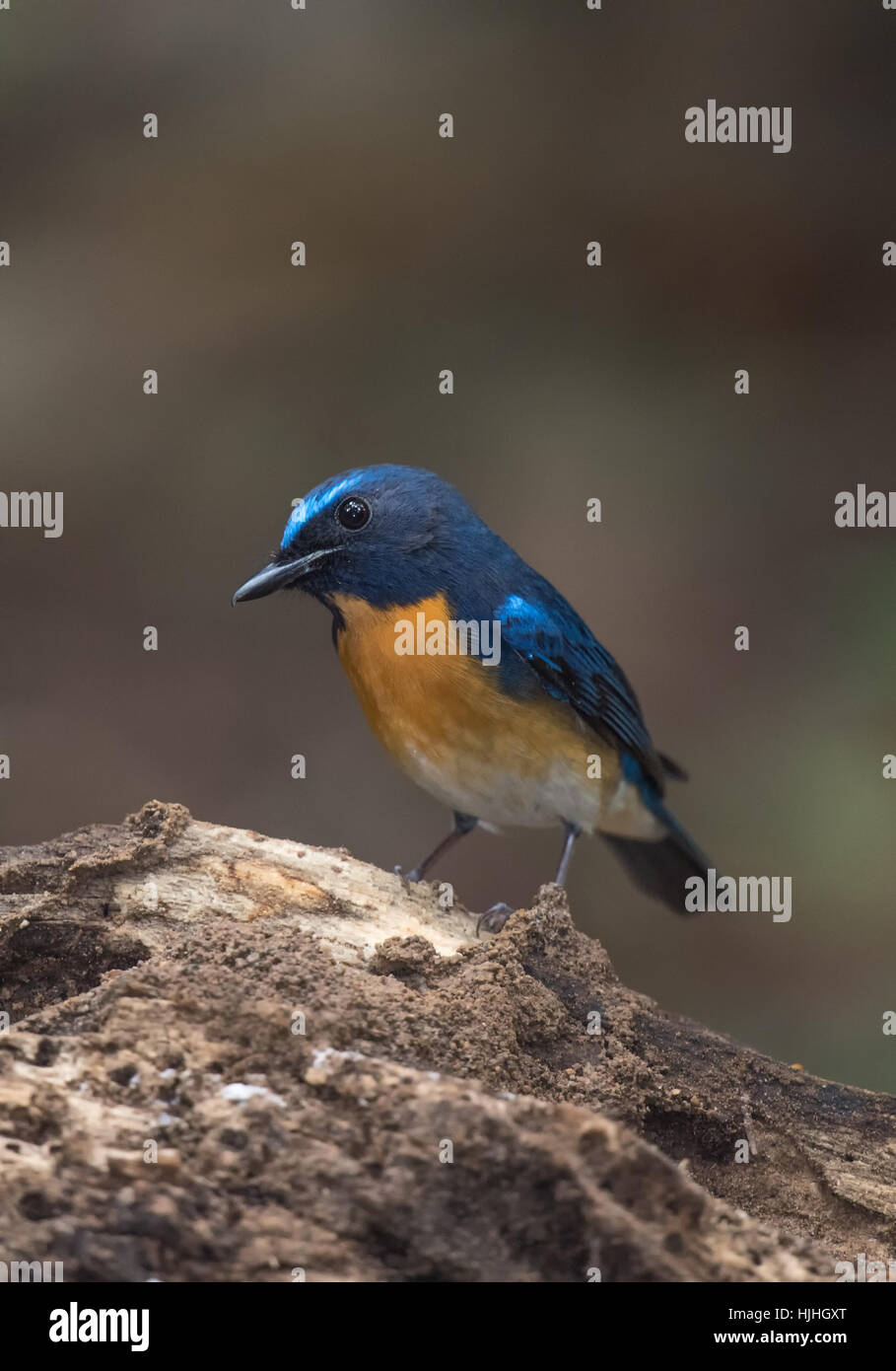 Tickell's blue flycatcher (Cyornis tickelliae) is a small passerine ...