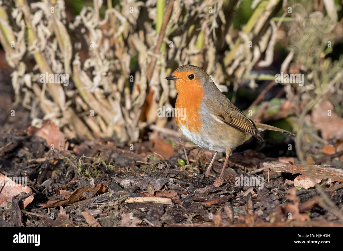 Robin-Erithacus rubecula. Uk Stock Photo - Alamy