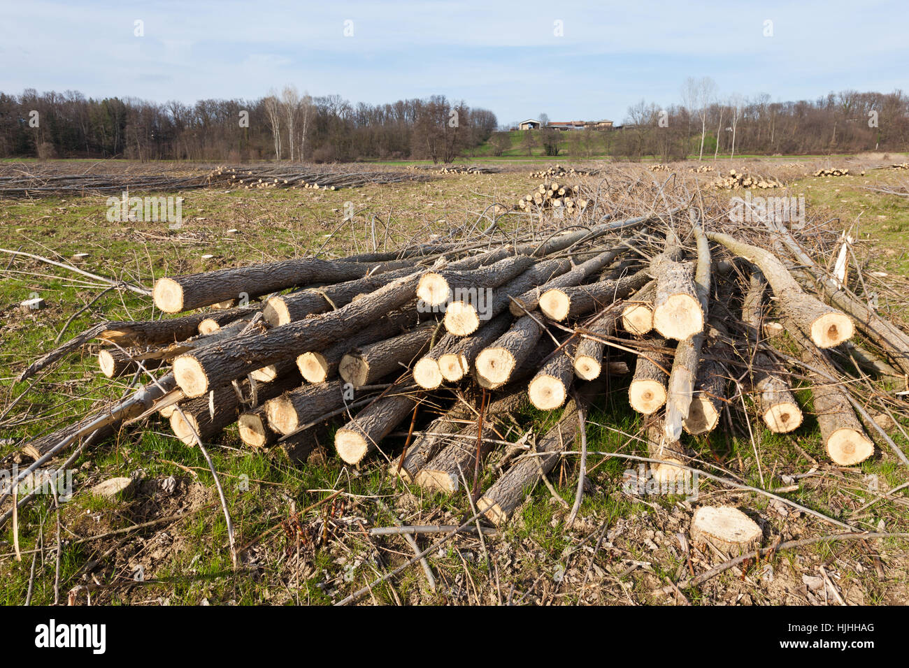 tree, wood, timber, tree, wood, brown, brownish, brunette, agriculture ...