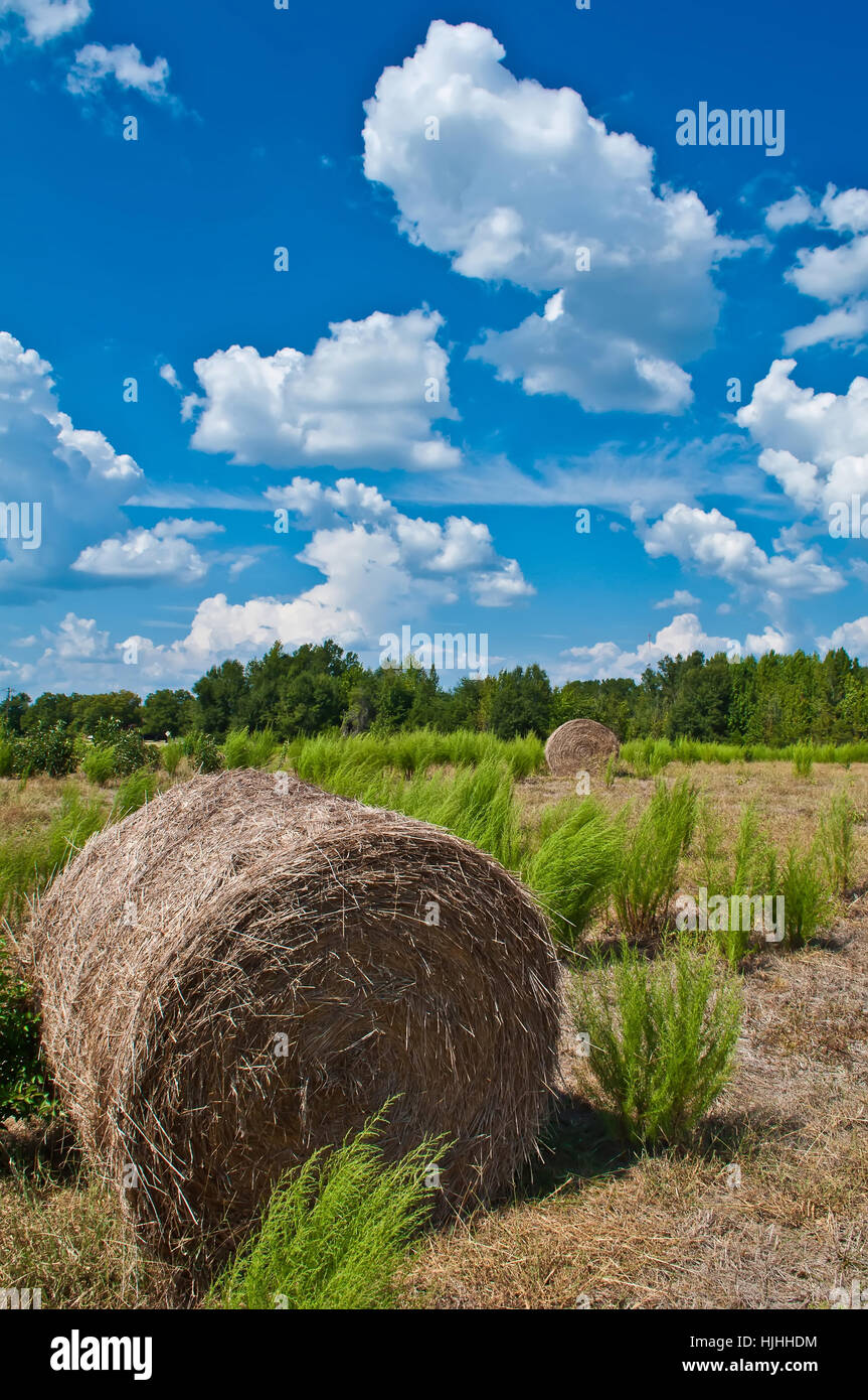 food, aliment, colour, ground, soil, earth, humus, brown, brownish ...