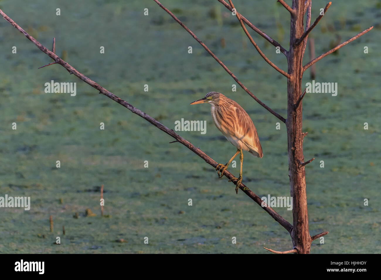 bird, wildlife, heron, water, nature, bird, green, wild, spring ...