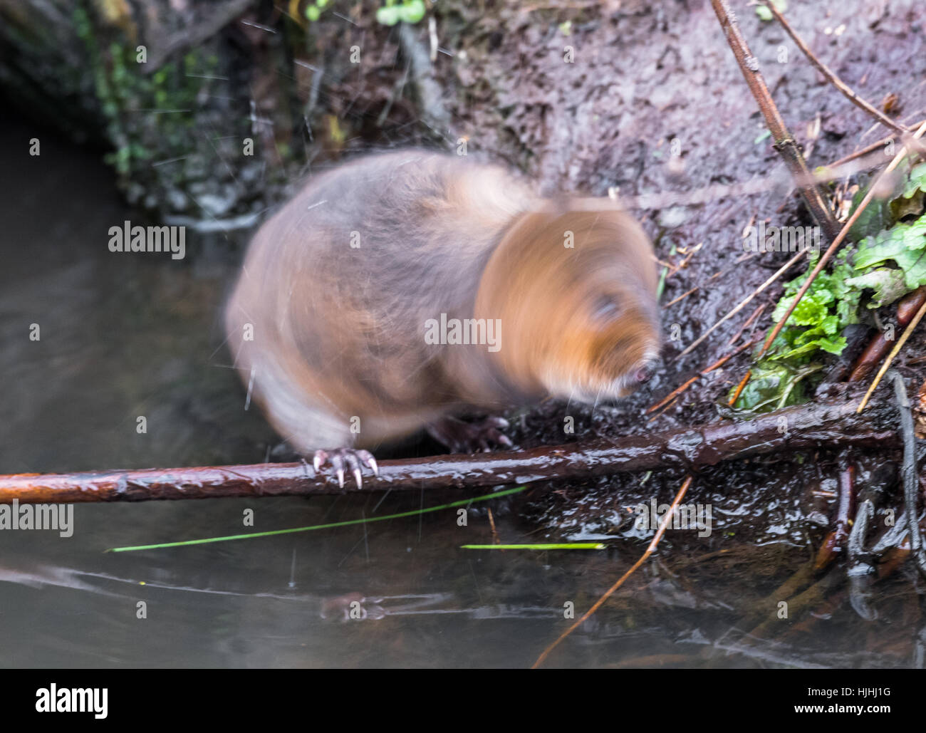 European water vole, a semi-aquatic rodent Stock Photo - Alamy