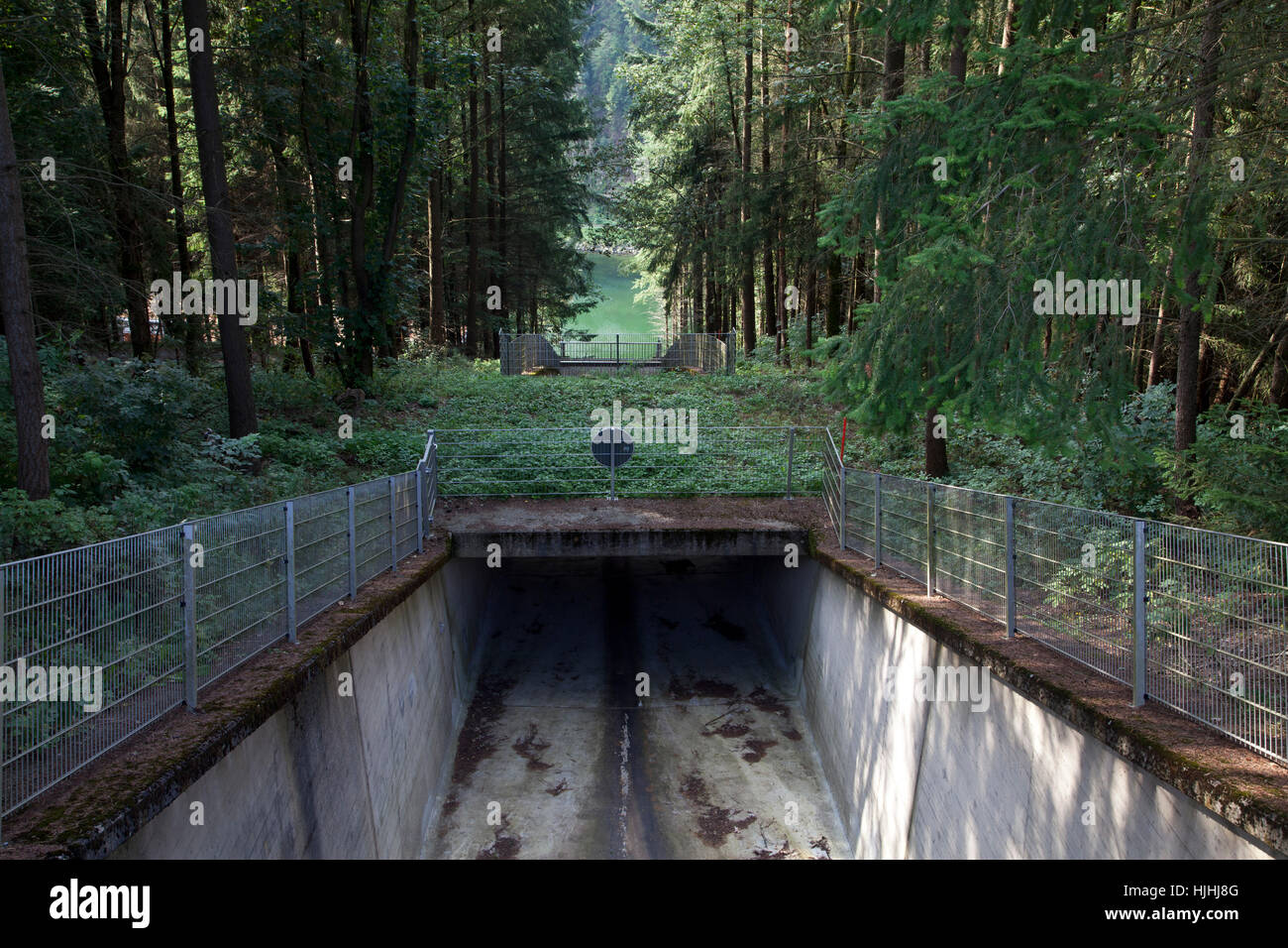 tree, trees, dam, forest, tree, trees, dam, waterpower, water ...