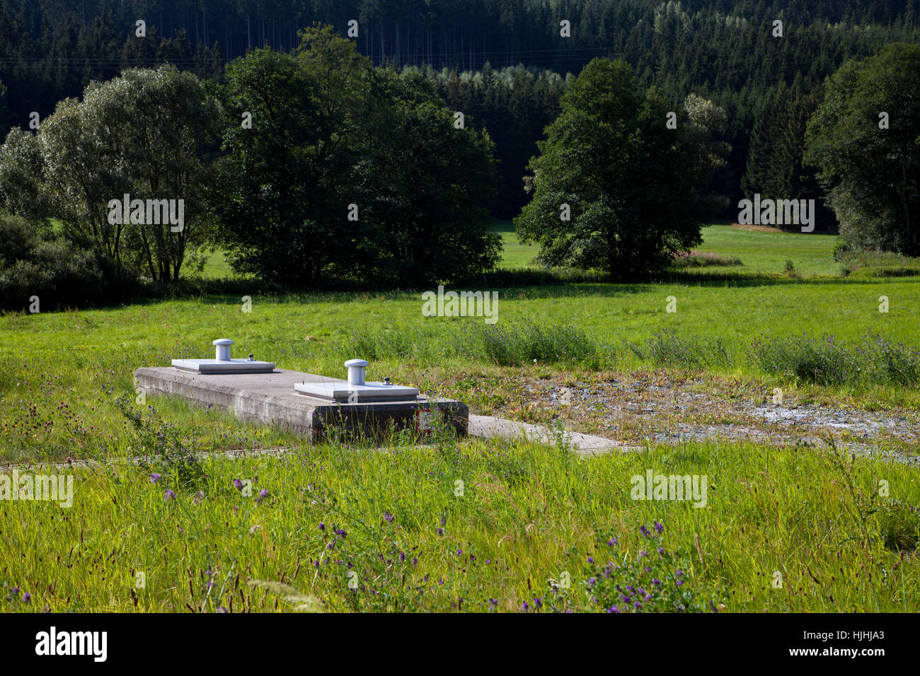 tree, trees, socket, water protection area, meadow, tree, trees, socket ...