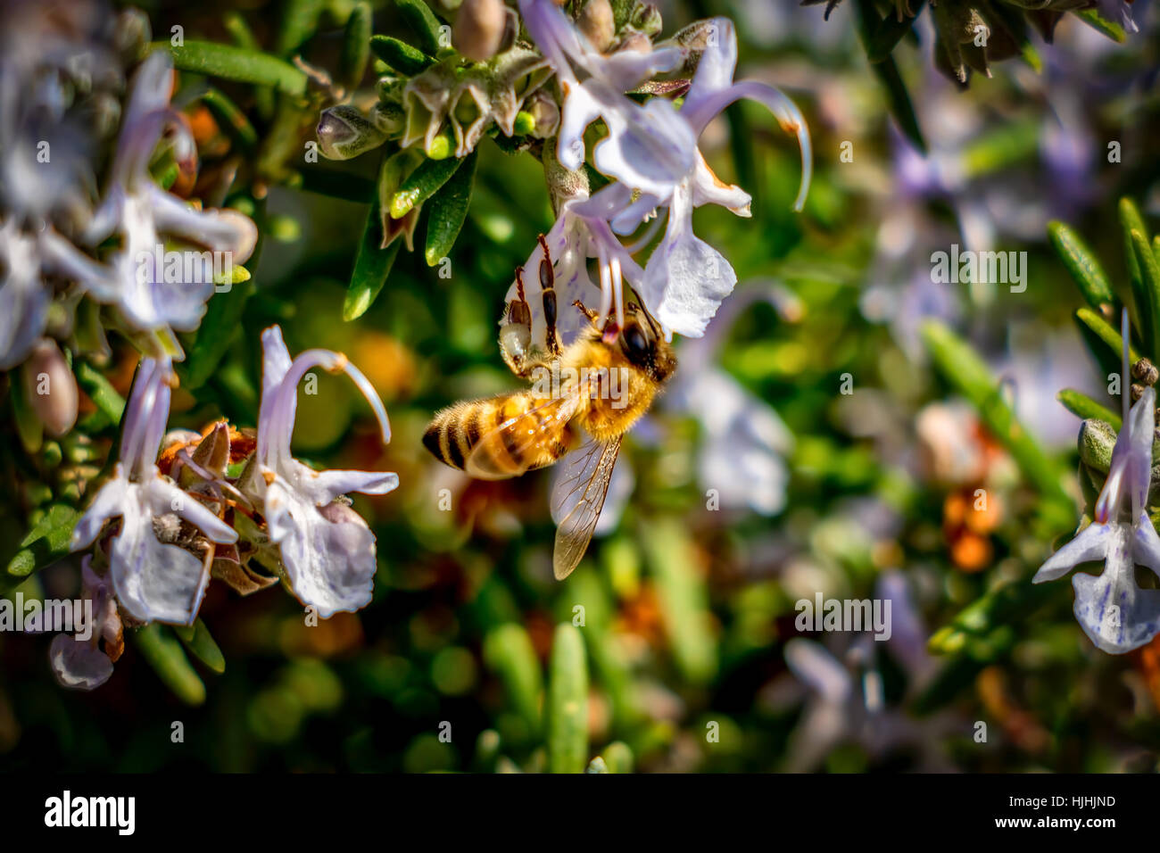 Working bee hi-res stock photography and images - Alamy