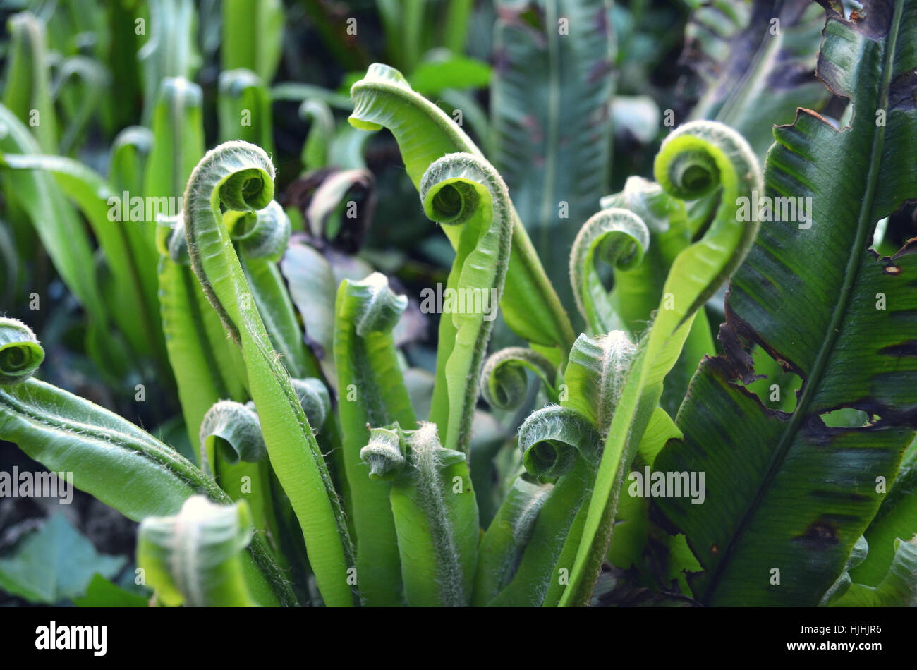 Photograph taken of this strange plant while out walking Stock Photo ...