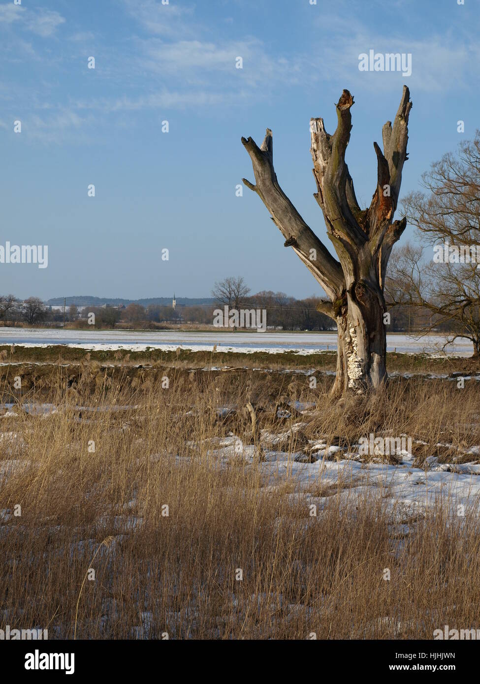tree, trunk, branch, wintry, sparse, stinted, scenery, countryside ...