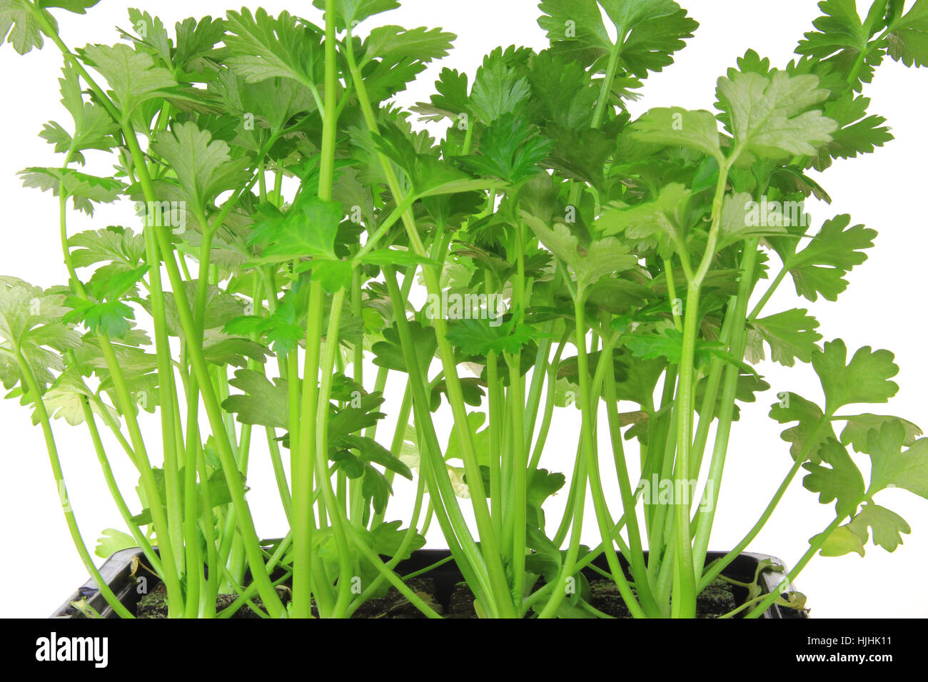 isolated, optional, seedling, celeriac, sellery, celery, plant ...
