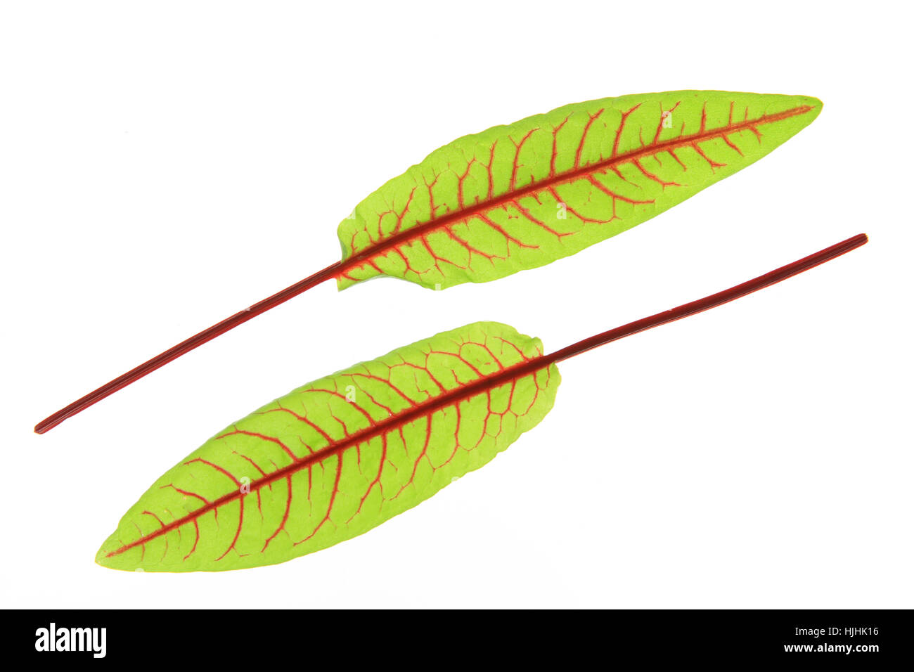 Green dock plant rumex Cut Out Stock Images & Pictures - Alamy