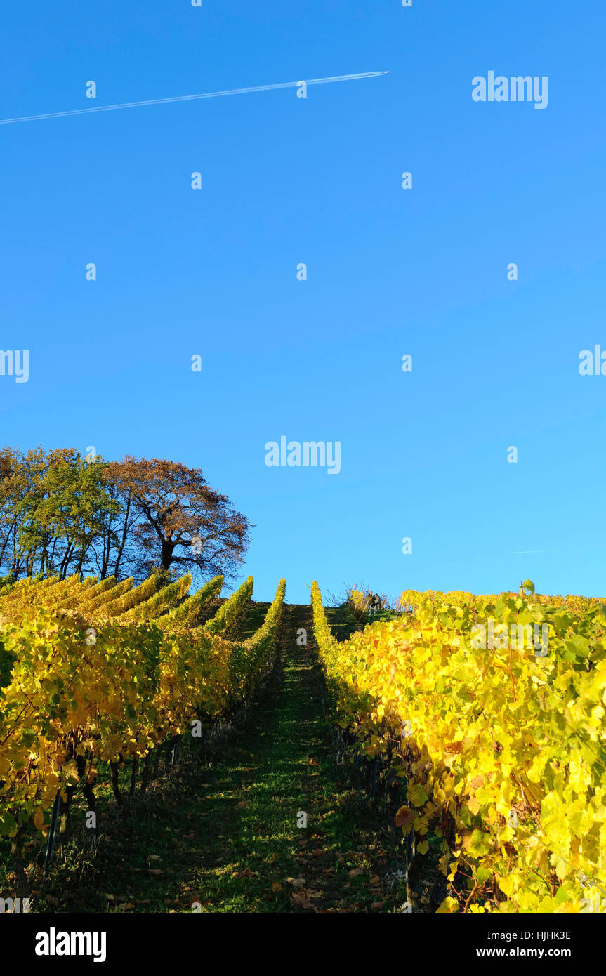 agriculture, farming, cultivation, culture landscape, common grape ...