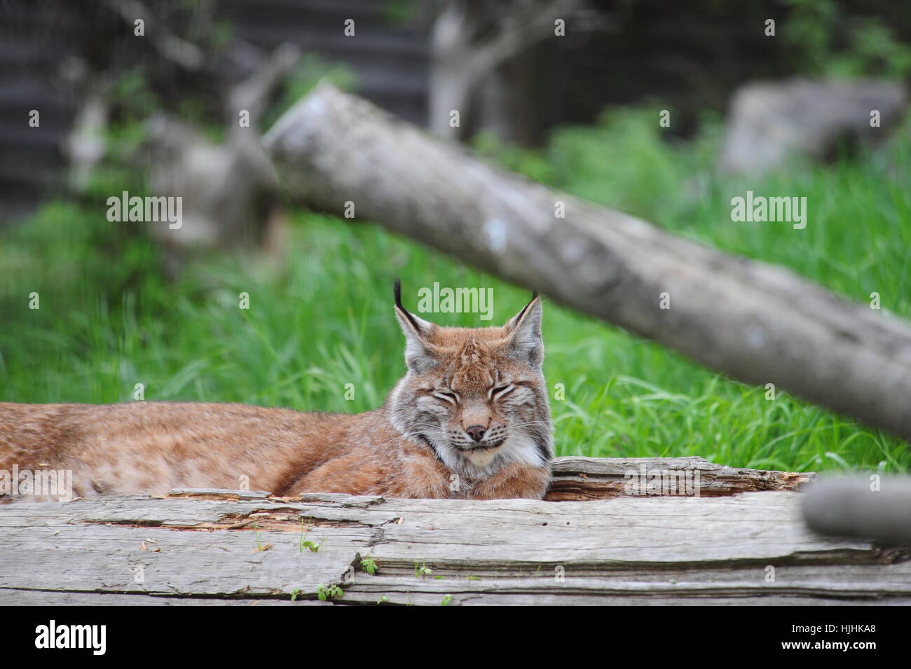 big cat, feline predator, hunt, mammals, safari, cat, lynx, pussycat ...
