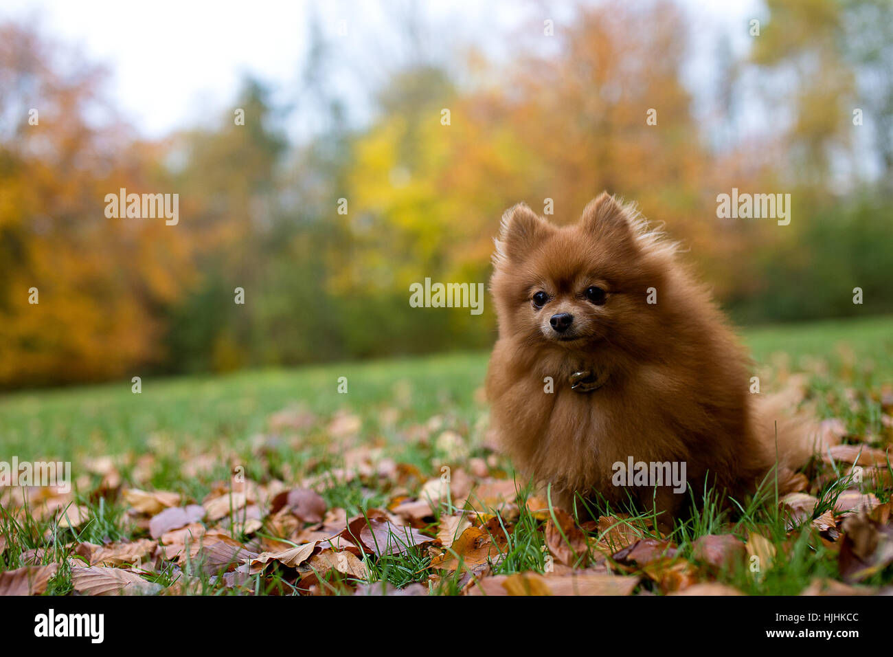 Pomeranian companion hi-res stock photography and images - Alamy