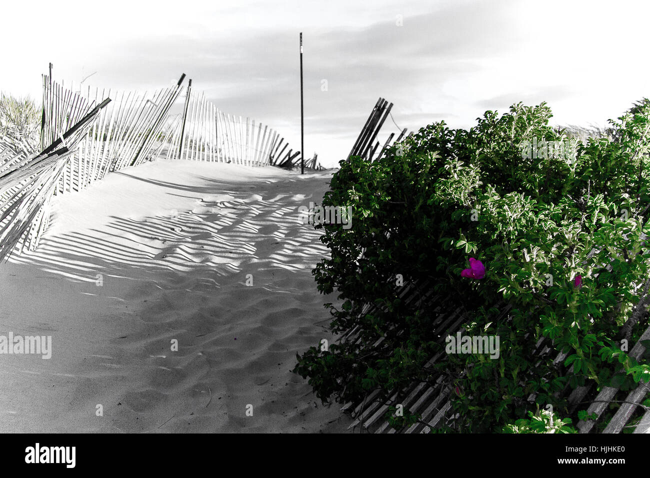 Footprints sand flower hi-res stock photography and images - Alamy