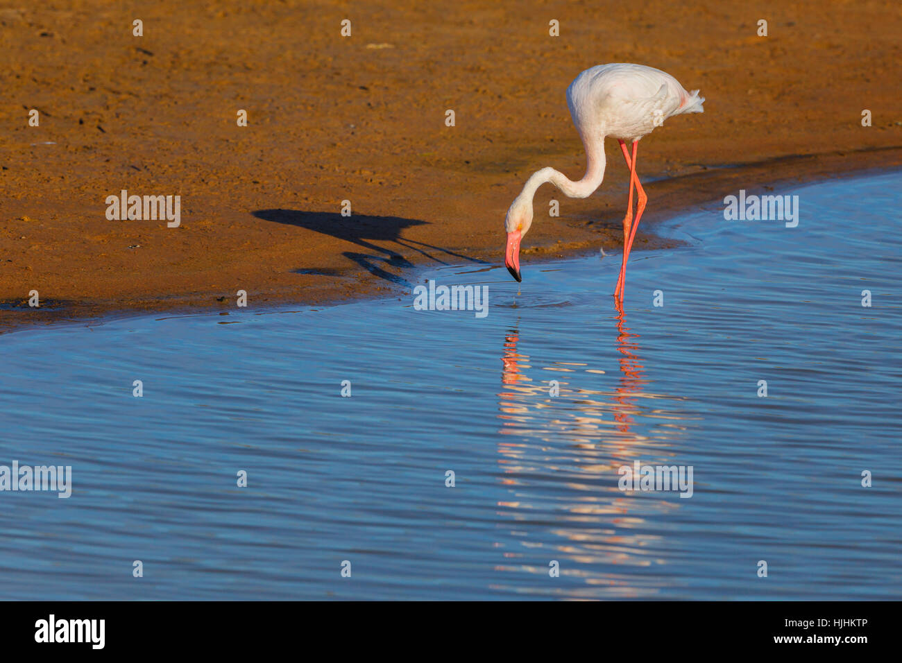 Flamingo with the colourful legs and beak wading in the shallow water ...