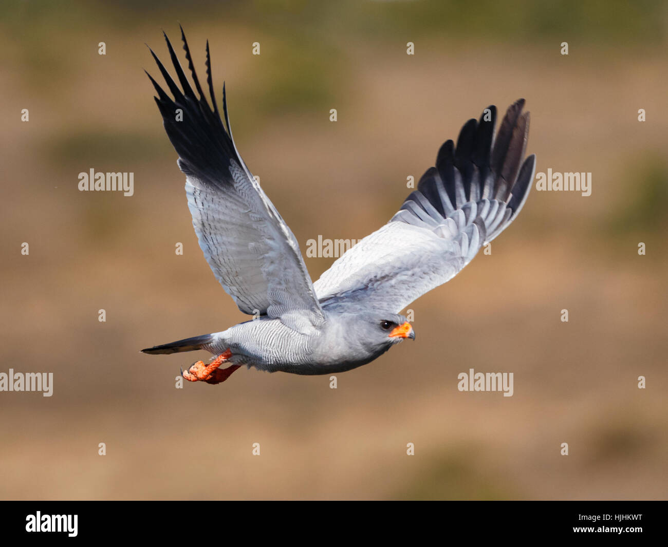 An adult Pale Chanting Goshawk in flight Stock Photo - Alamy