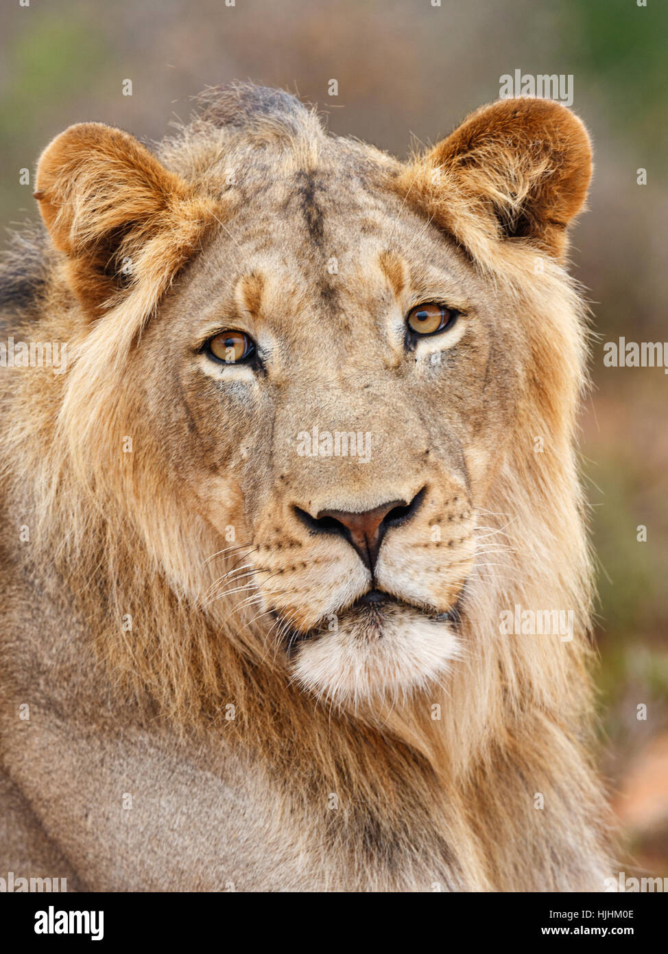 A portrait of a male lion, panthera leo, showing the typical mane of ...
