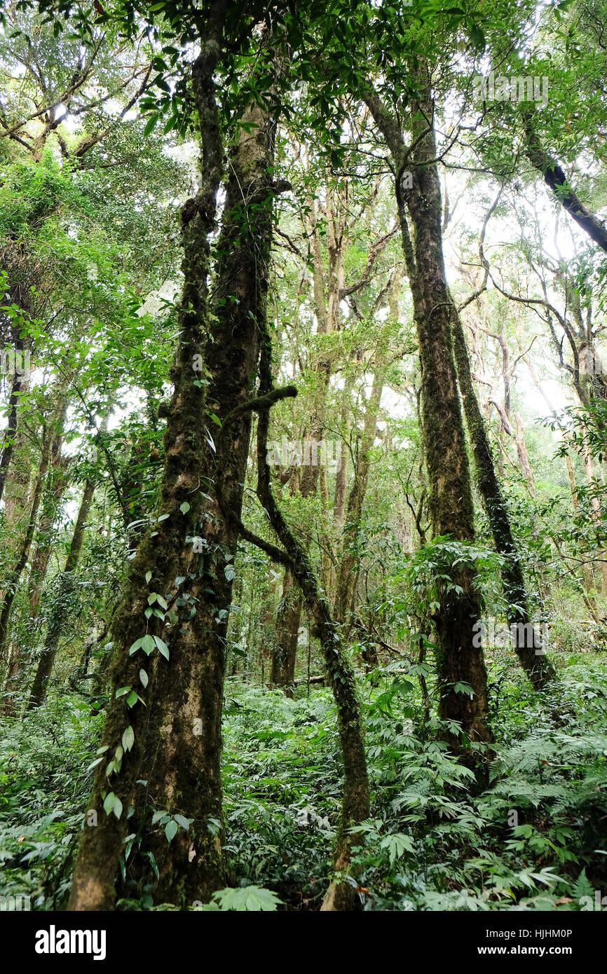 Tropical forest,Trees in Kew Mae Pan Nature Trail, Doi Inthanon ...