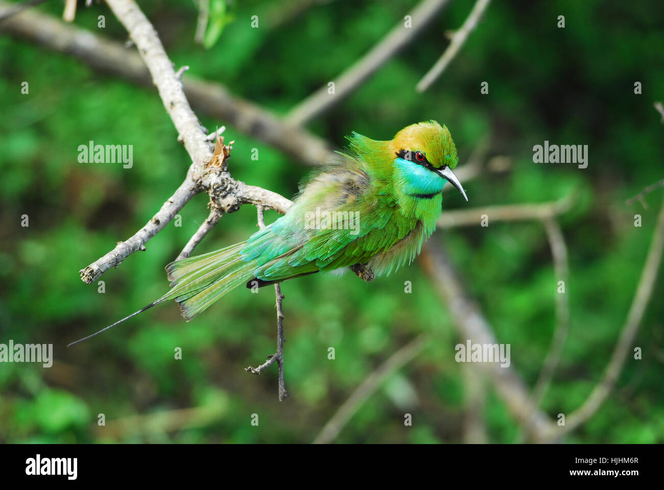 bird, isolated, colour, flight, animal, bird, green, wild, wing, small ...