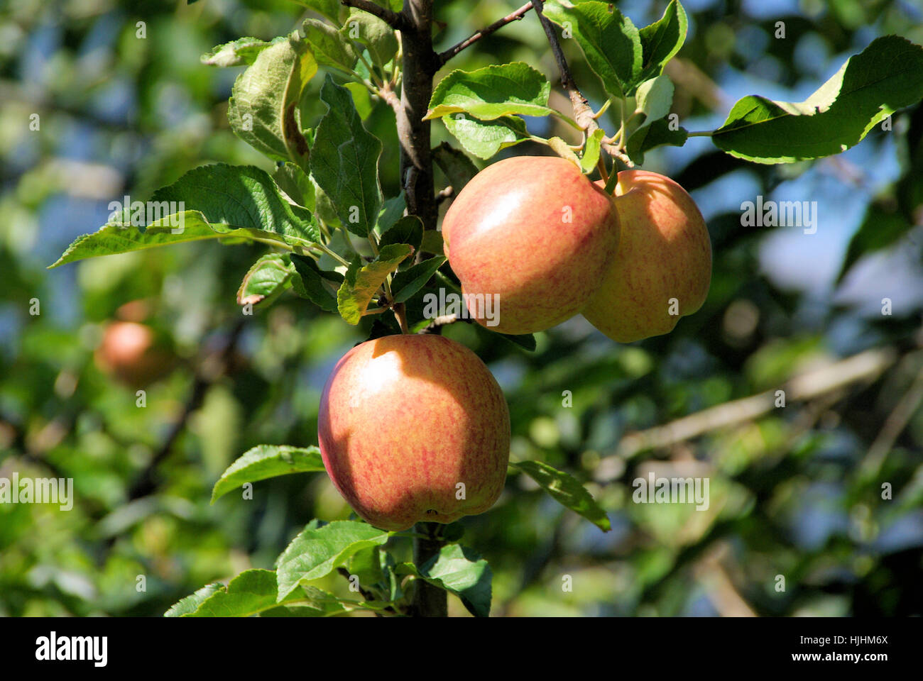 apple on the tree - apple on tree 131 Stock Photo - Alamy