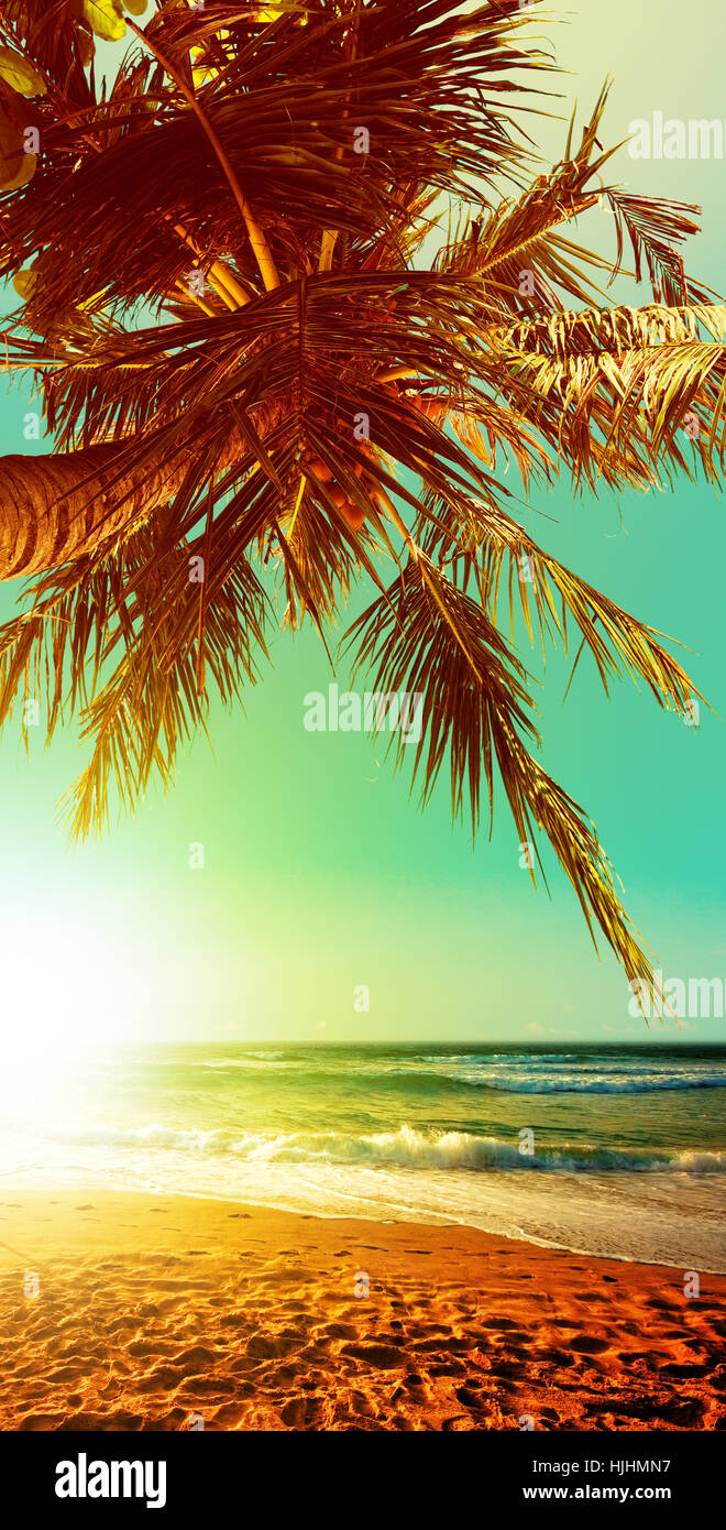 leaf, sunset, beach, seaside, the beach, seashore, sunrise, reflection ...