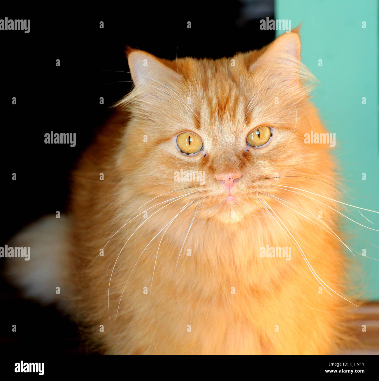 Red cat. Beautiful red cat affectionate and homely. Brings peace and ...