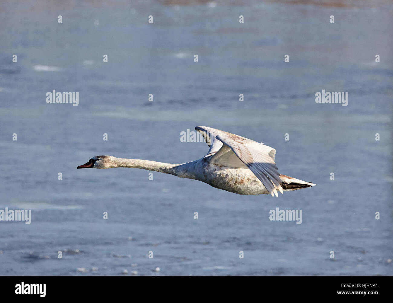 Swan in flight over a frozen river in the winter Stock Photo - Alamy