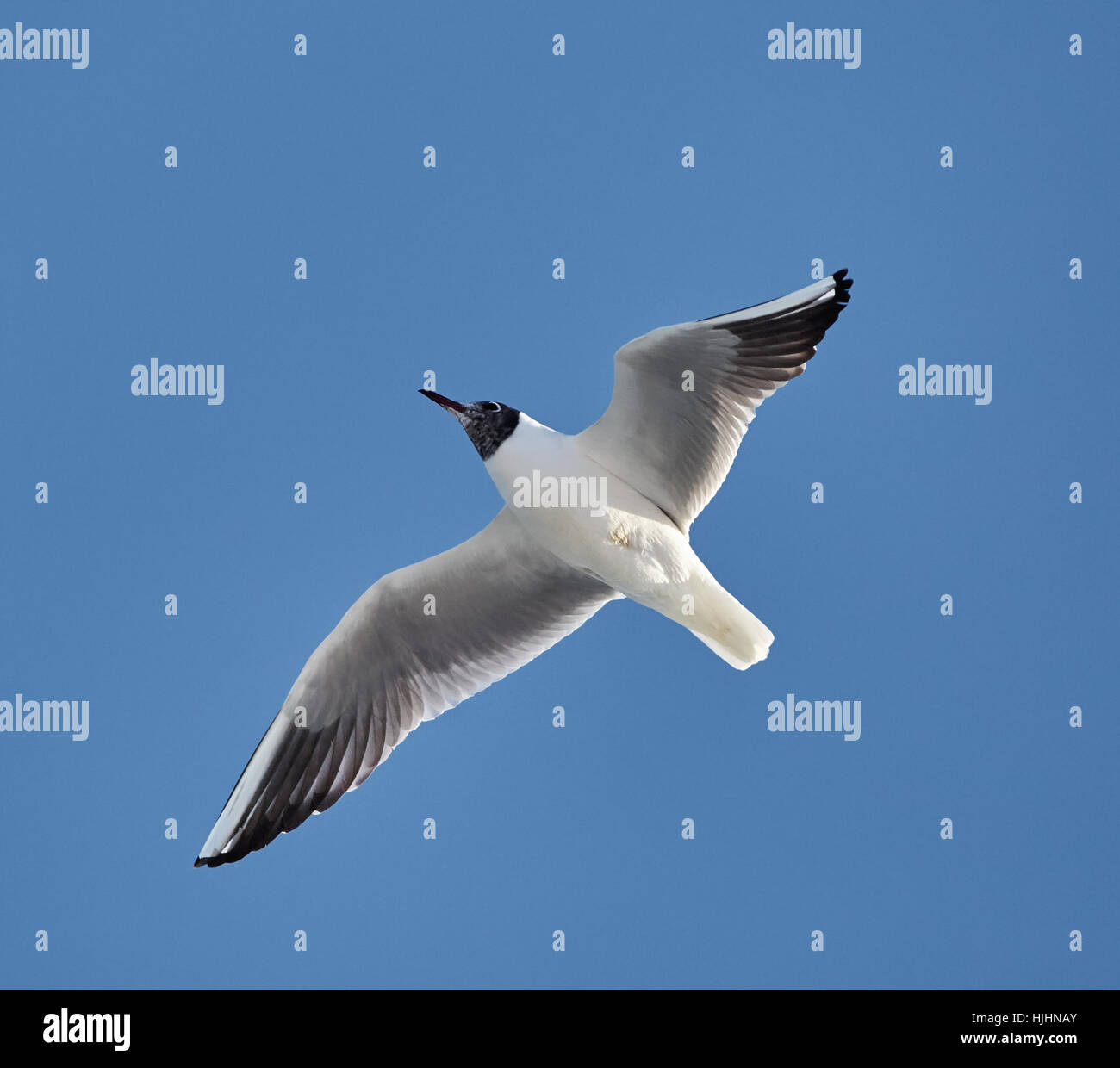 One black headed gull in flight against blue sky Stock Photo - Alamy
