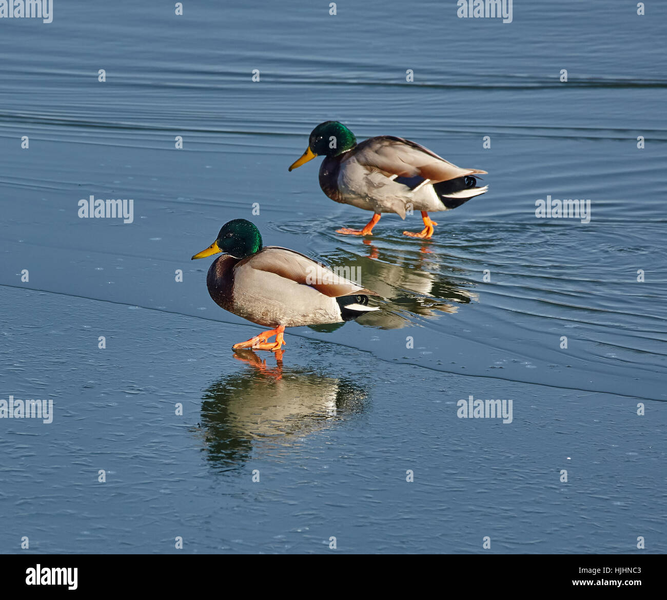 Male mallards hi-res stock photography and images - Alamy