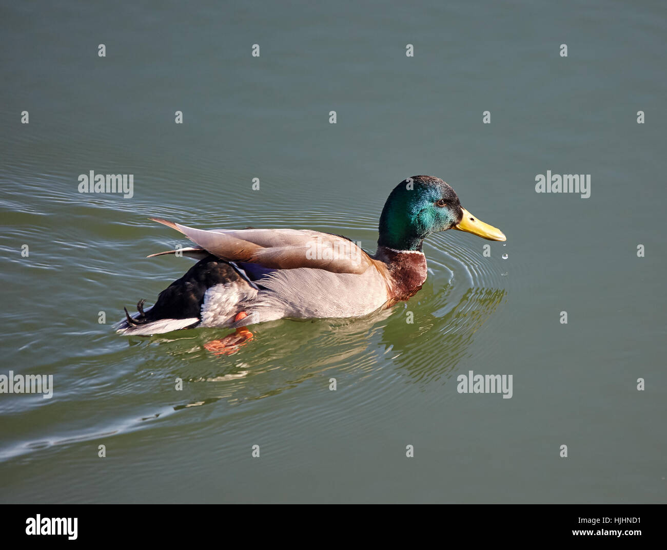 Adult male mallard hi-res stock photography and images - Alamy