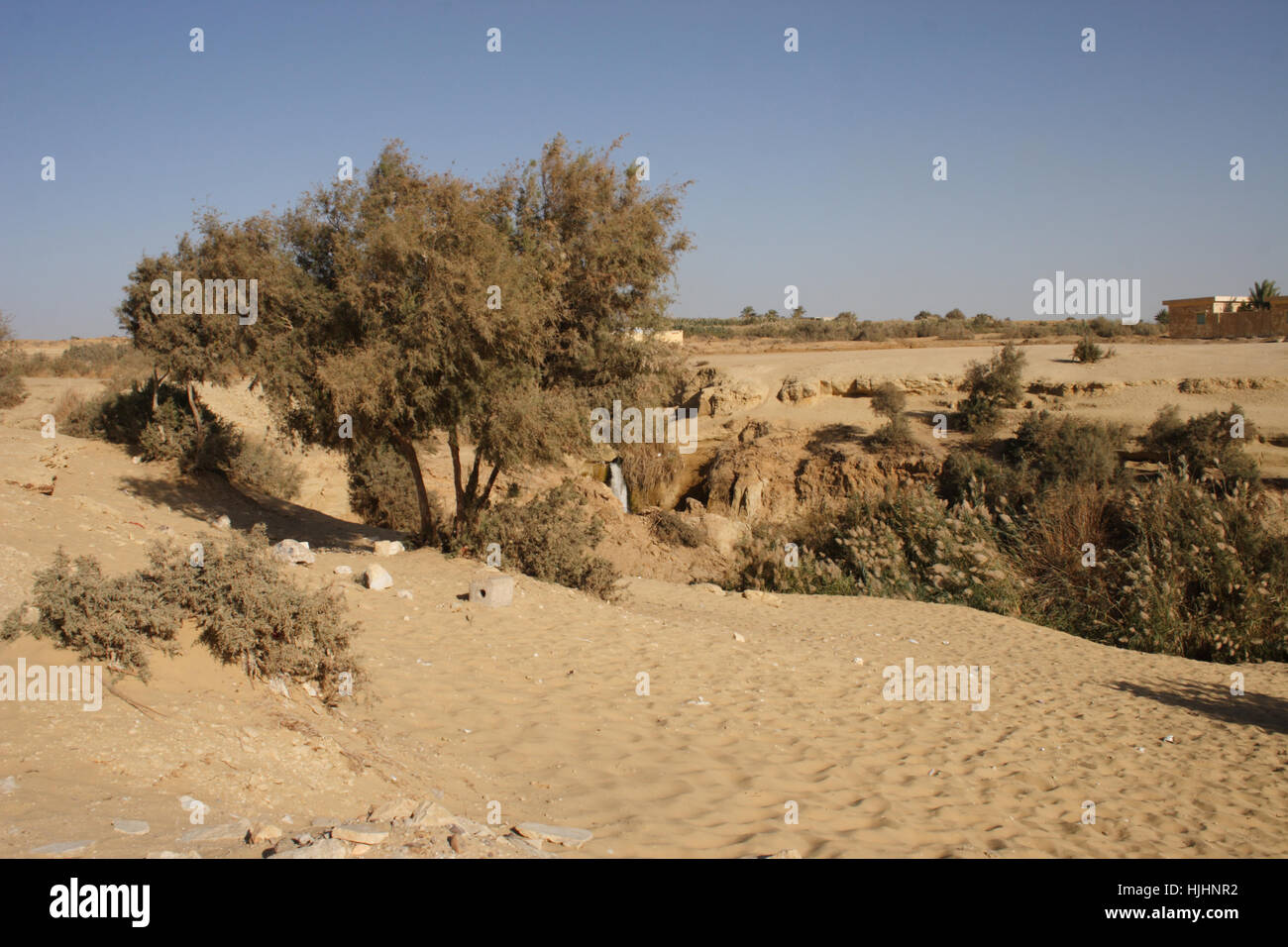 Desert trees hi-res stock photography and images - Alamy