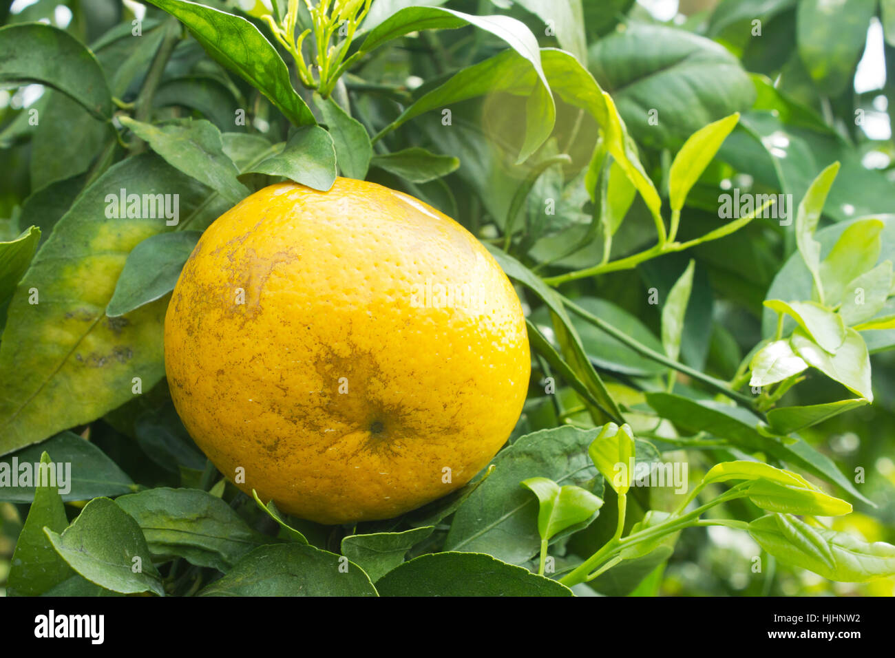 orange, industry, agriculture, farming, field, farm, grow, farmland ...
