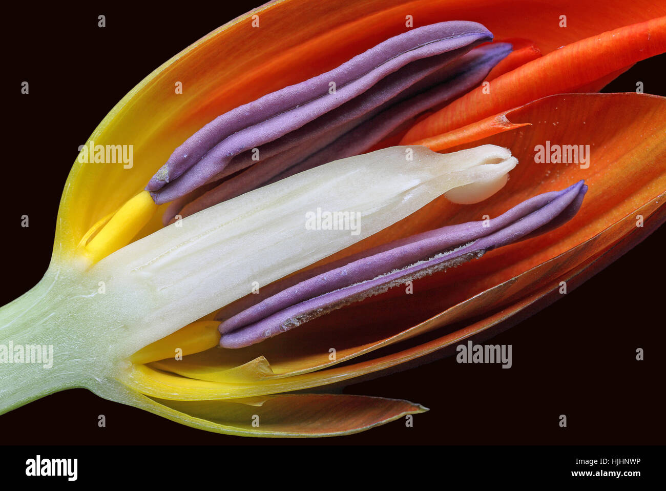 Longitudinal section flower hi-res stock photography and images - Alamy