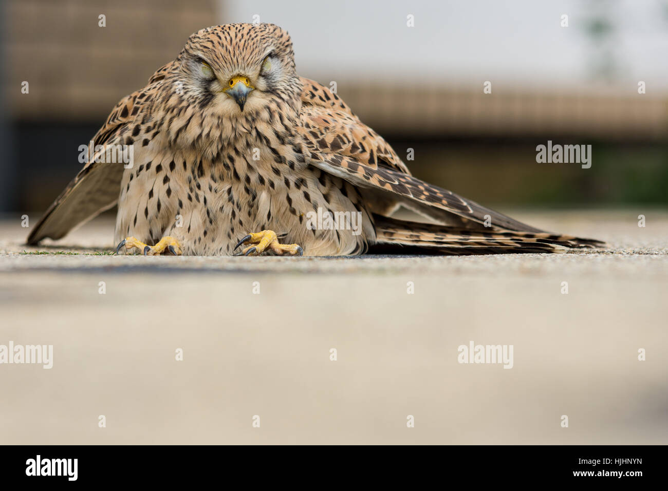 animal, bird, birds, falcon, raptor, birds of prey, beak, kestrel ...