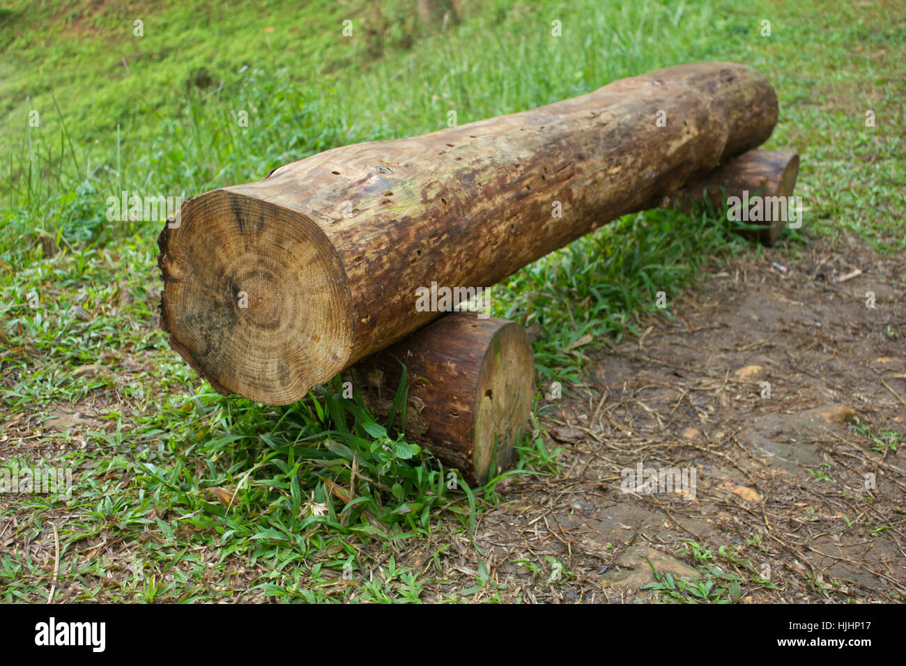 tree, wood, trunk, timber, landscape, scenery, countryside, nature, log ...