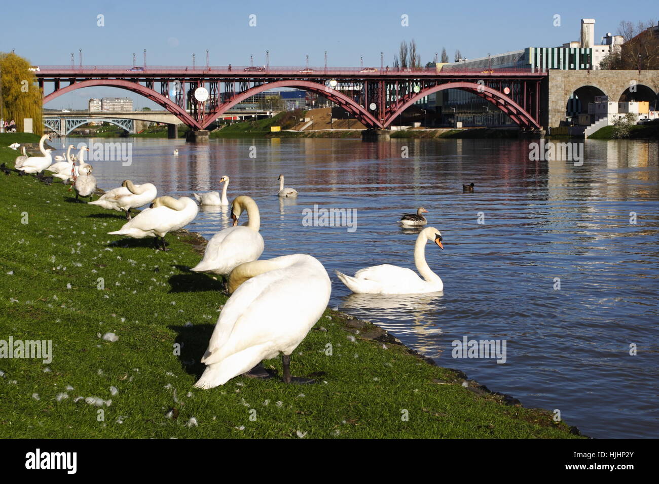 goose, river, water, slovenia, blue, house, building, beautiful ...