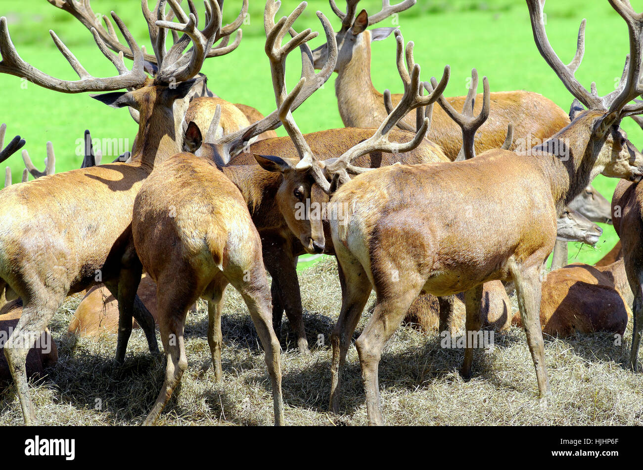 male, masculine, bull, buck, herd, deer, roe, hart, stag, park, animal ...