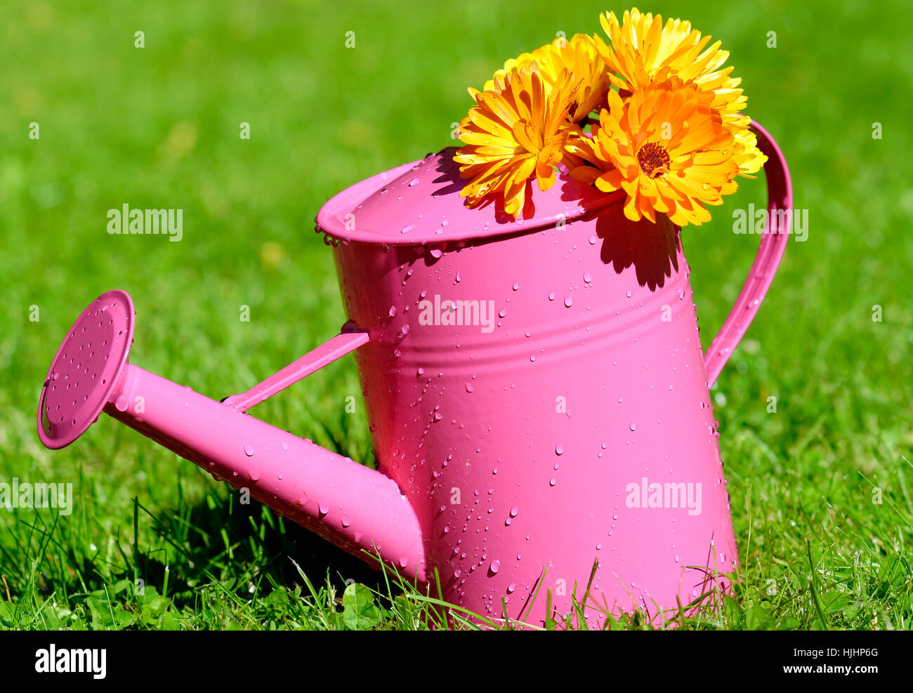 flower, plant, can, watering, irrigation, flower, plant, spring, drop ...