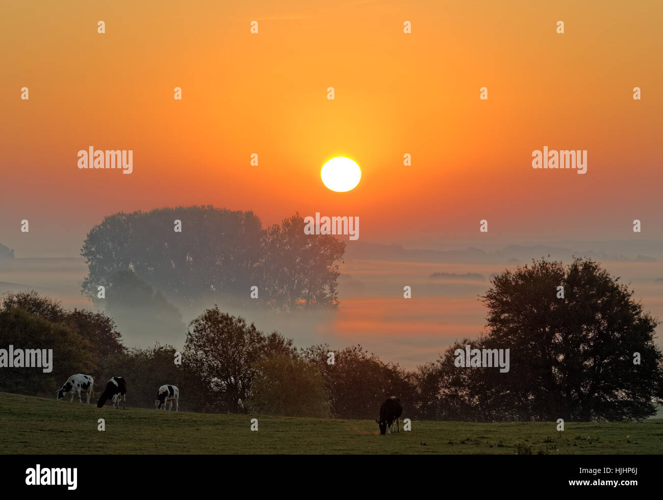 sunset, sunrise, sunlight, dawn, cow, livestock, landscape, scenery ...