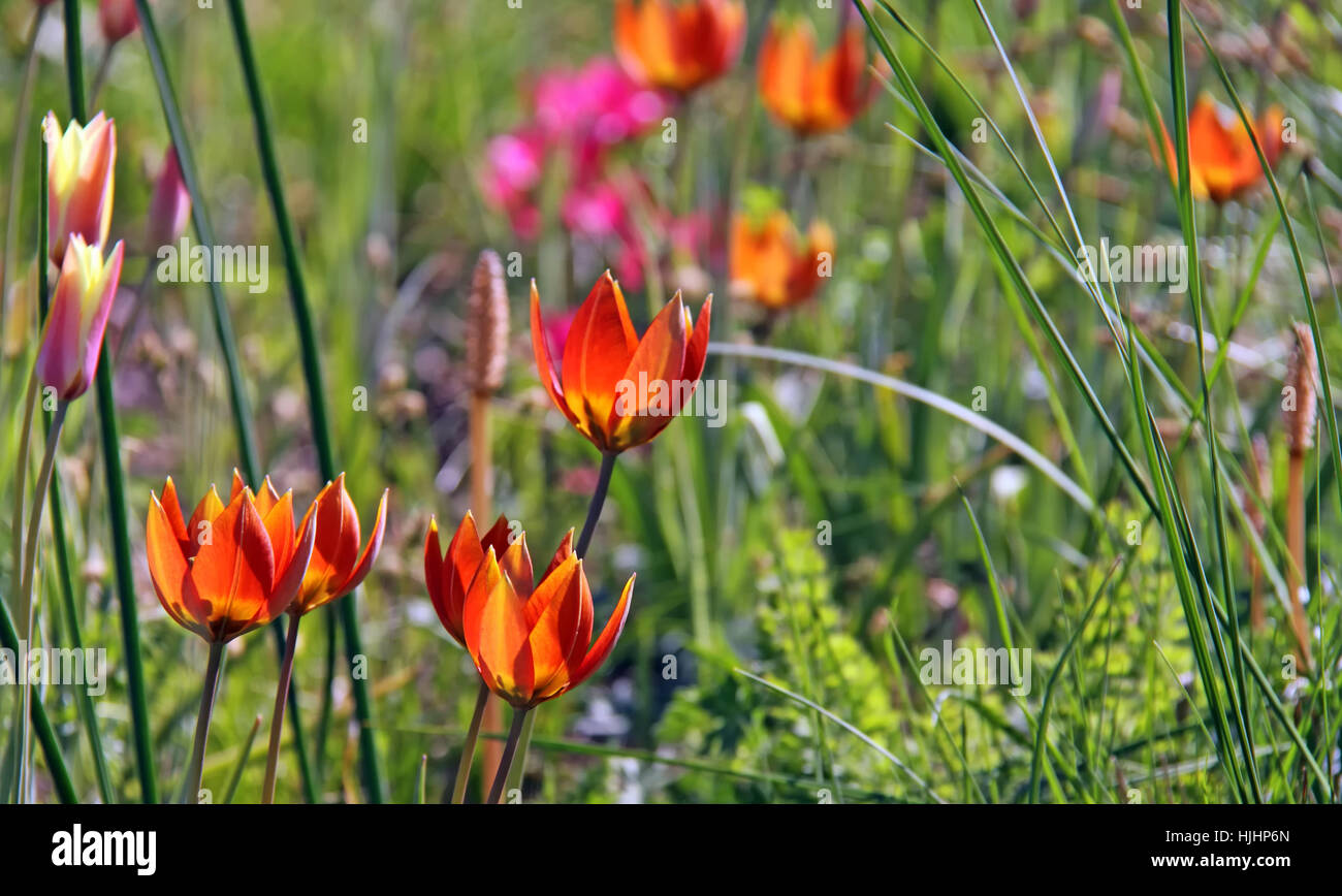 flower, plant, tulip, shine, shines, bright, lucent, light, serene ...